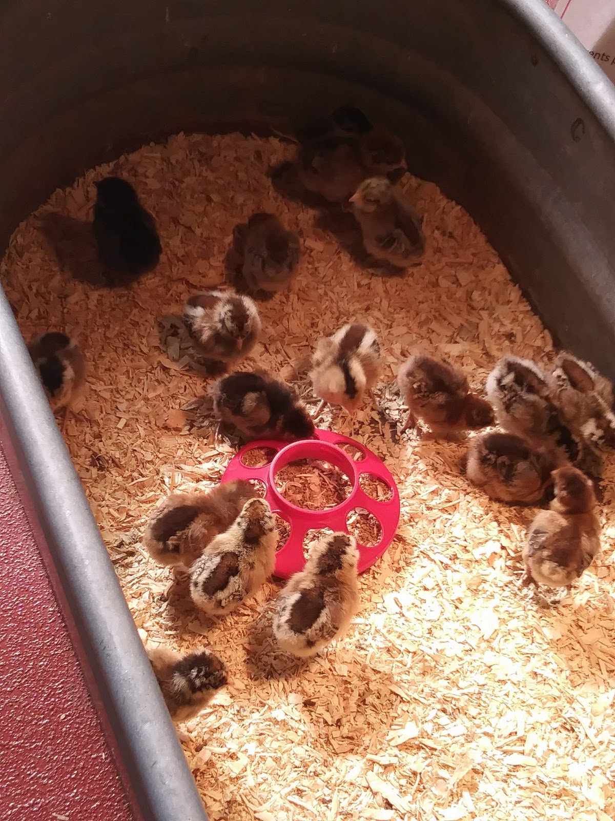 Butterfly Days: Flamig Farm