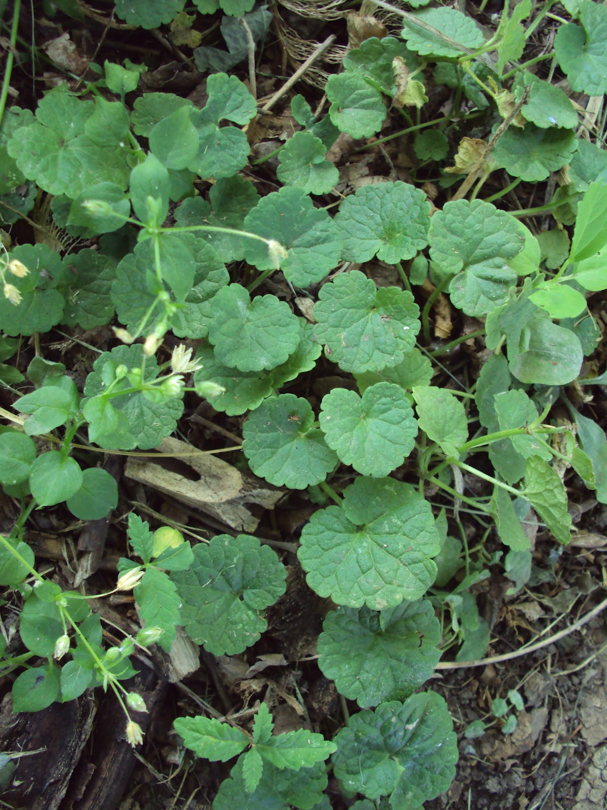 Missouri Survival: Creeping Charlie