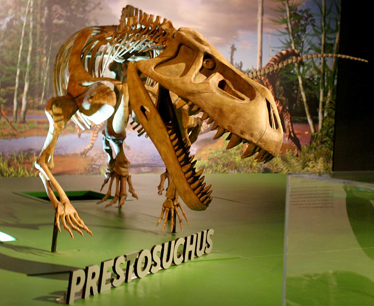 Louisville Fossils and Beyond: Prestosuchus Cast Skeleton