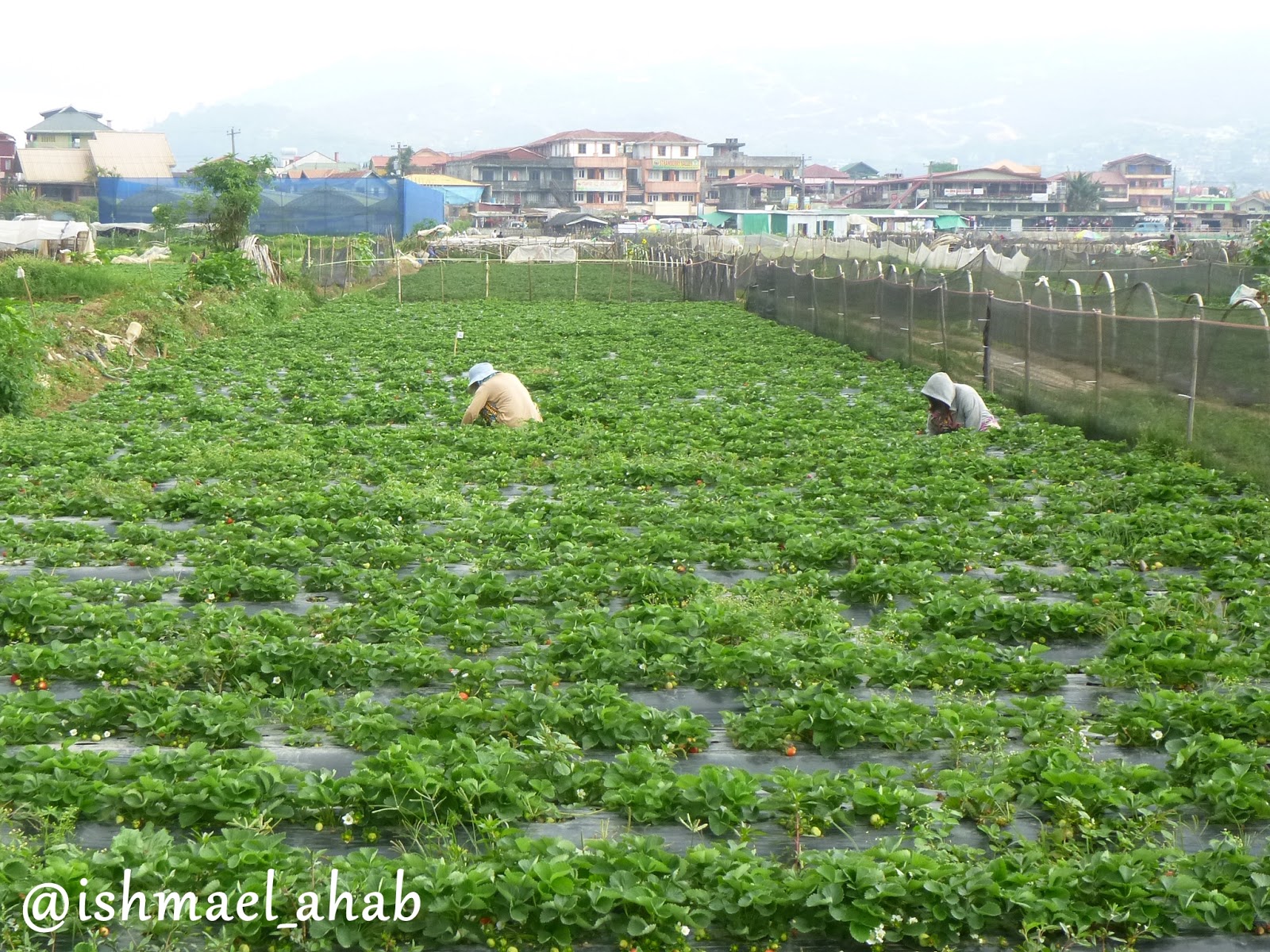 Let's Go to Baguio (Part 5): Picking Strawberries in La Trinidad ...