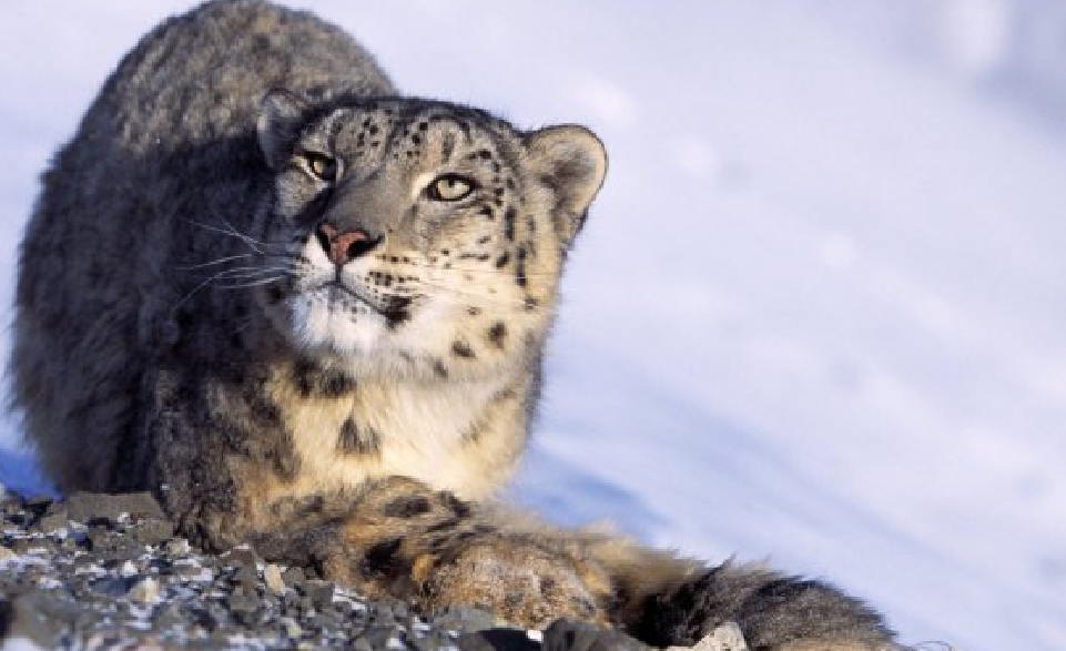 Animal Pedia: Snow Leopard- A Beautiful Leopard