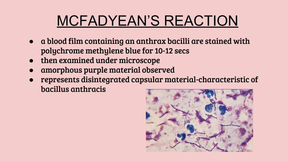 MBBS STUDENT RESCUE: MICROBIOLOGY: BACILLUS ANTHRACIS