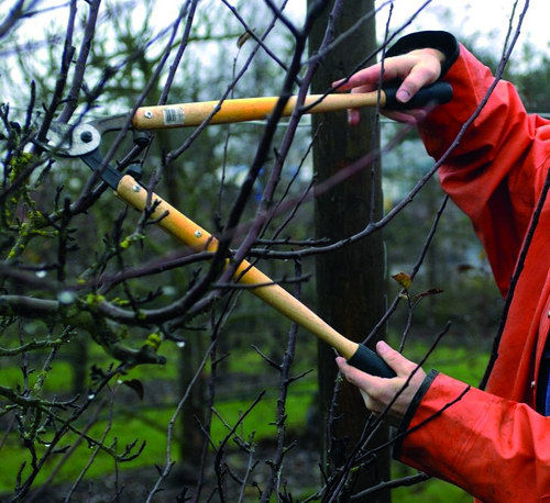 A MAGYAROK TUDÁSA: A legsürgősebb tavaszi feladatok a kertben
