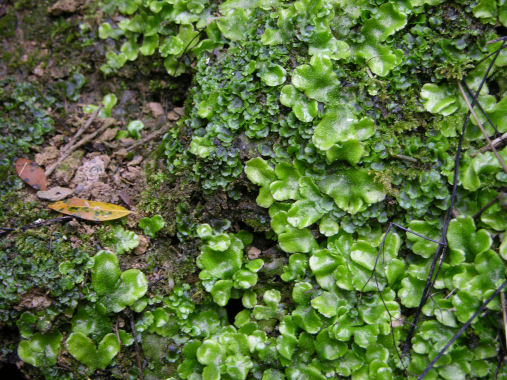 LAS PLANTAS: Las Hepáticas.
