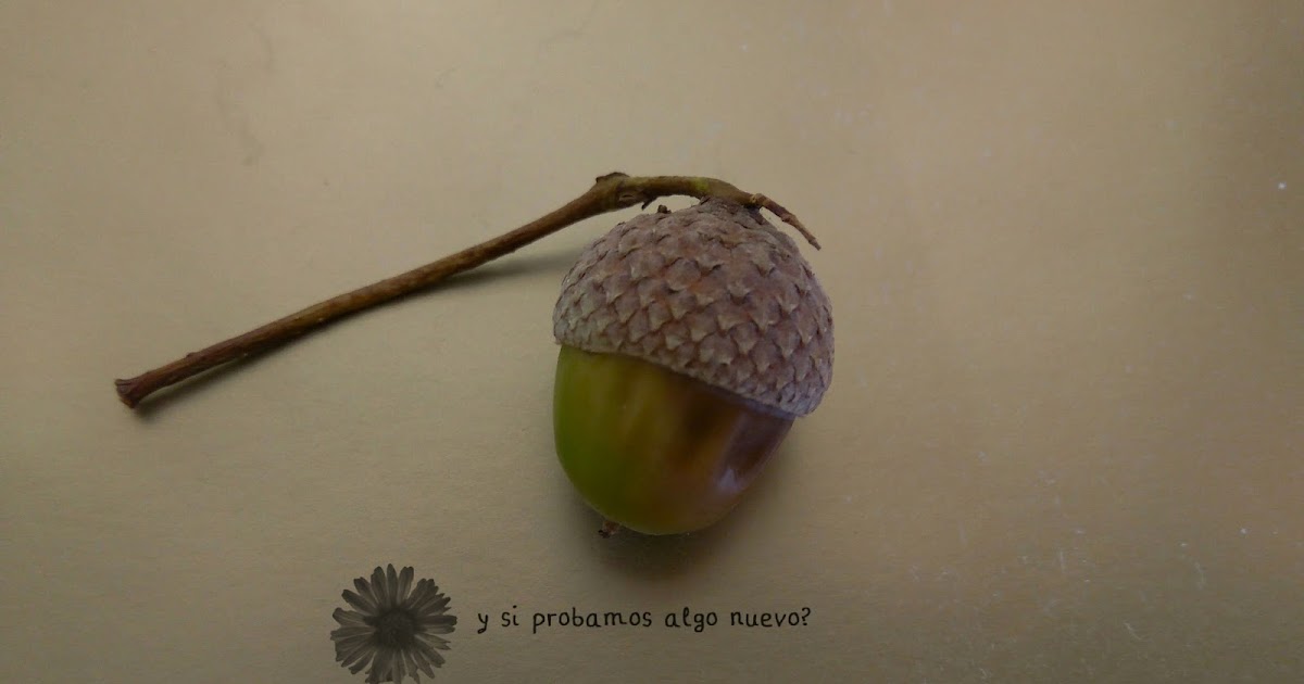 Foto de la semana: bellota