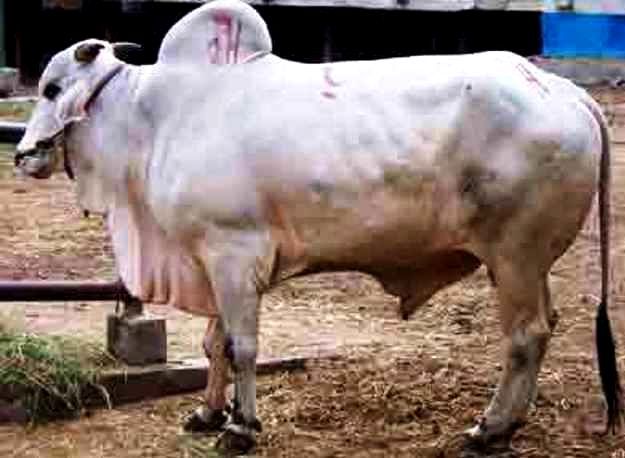 TIRAKAT MANDIRI: Jenis dan Nama Sapi