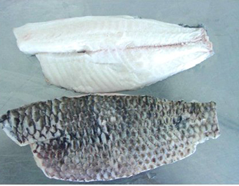 TILAPIA FISH SKIN LEATHER - Fish skin sellers