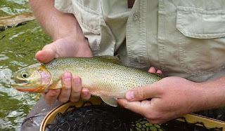 Walla² Fly Fishers: Fishing Kelly Creek, ID with Tyson Kopfer