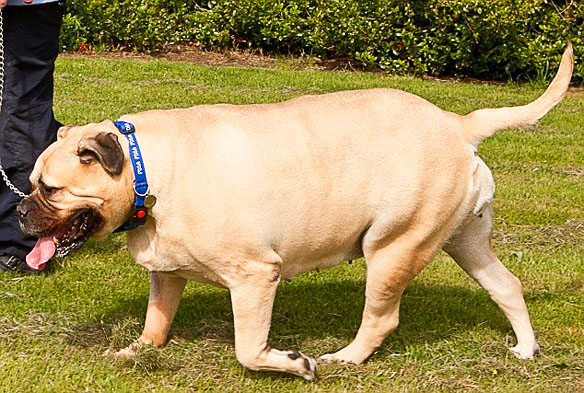 SuperSized DOG Becomes UK's Fattest K-9! | BOLD and UNUSUAL DOG Stories ...