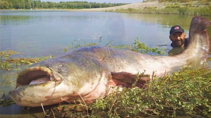 La Pesca del Gran Siluro 'El Máximo Combate'