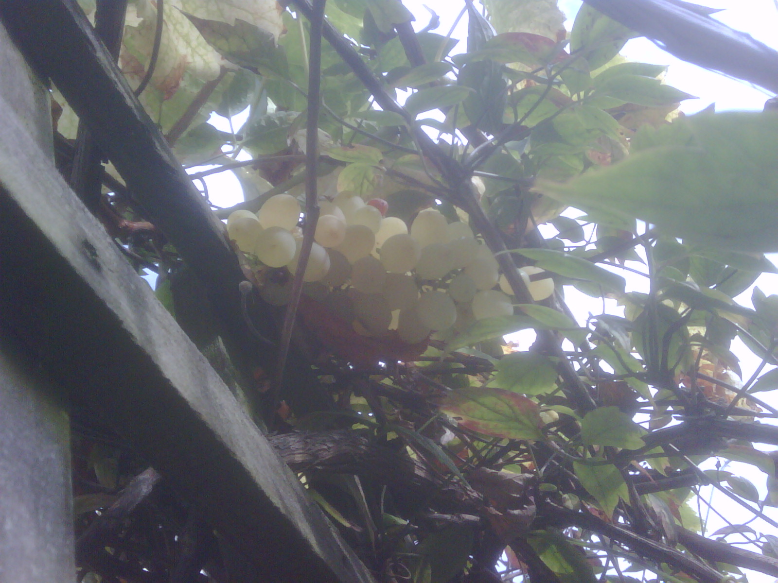 Alexis Rowell for a Greener Camden: November 2011