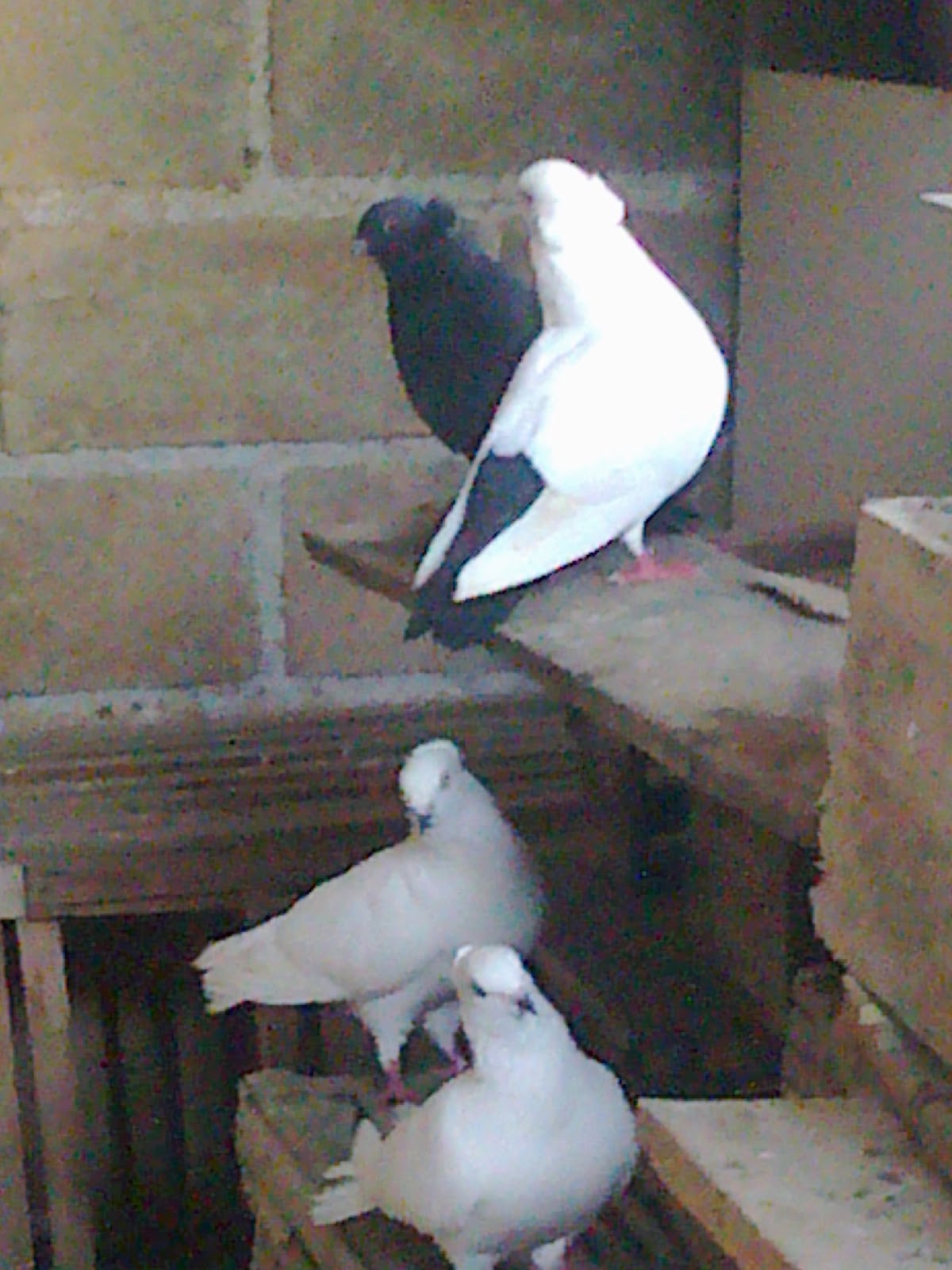 HARGA 2 PASANG (MERPATI TOTOK BARONG + HITAM ) DAN MERPATI JAMBUL : Rp ...