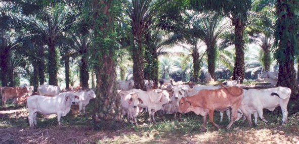 Baka Lembu Kedah-Kelantan | Www.SeluasLautan.Com