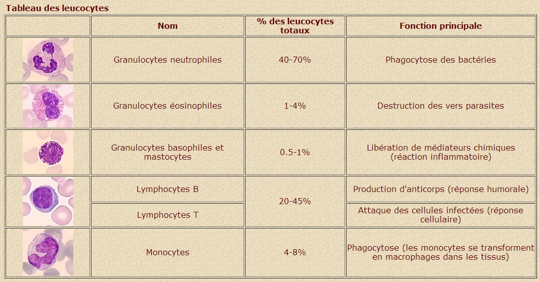Blog de SVT: sang, organes et cellules du système immunitaire