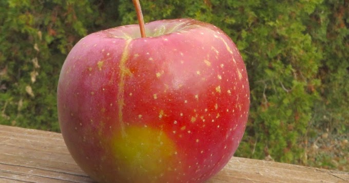 EverCrisp * - Adam's Apples