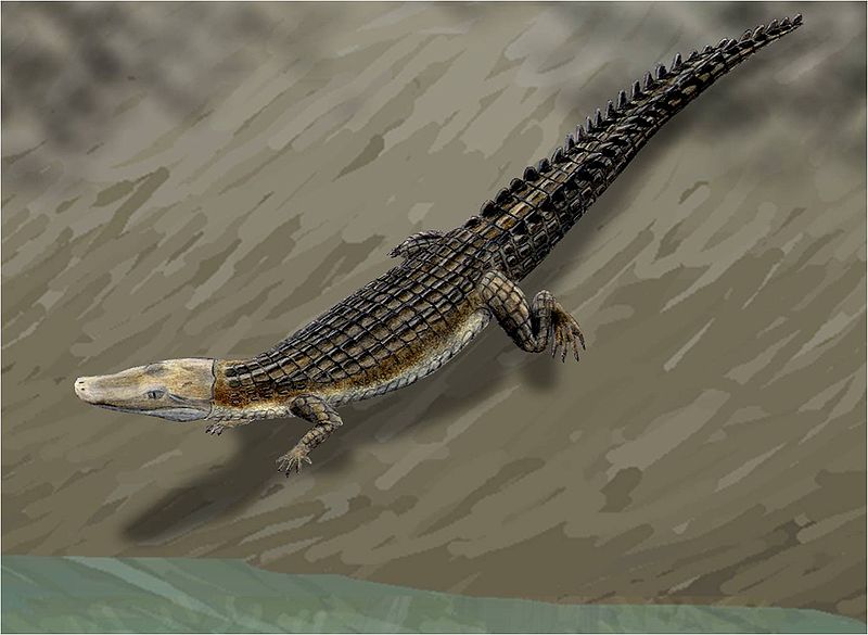 Los animales en la prehistoria: Animales prehistóricos con la letra B