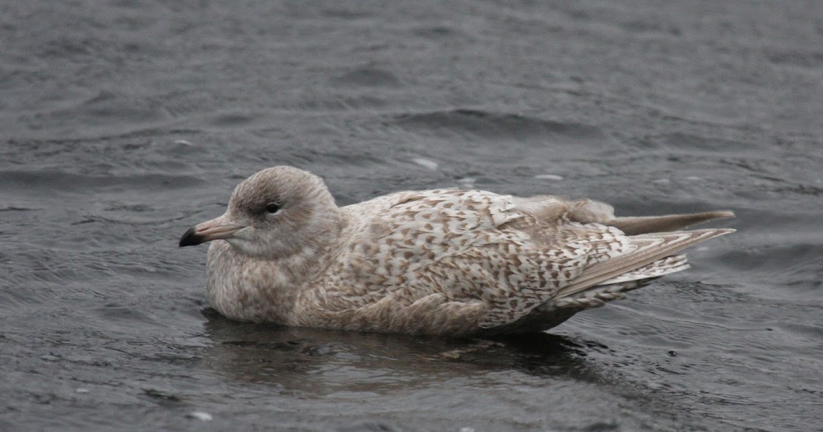 Stormåker: 1k hybrid Gråmåke x Polarmåke (Larus argentatus x ...