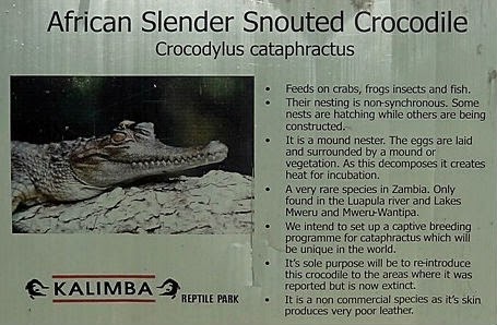 TravelZambia..,Lets Explore!!!: KALIMBA REPTILE PARK (KALIMBA CROCODILE ...
