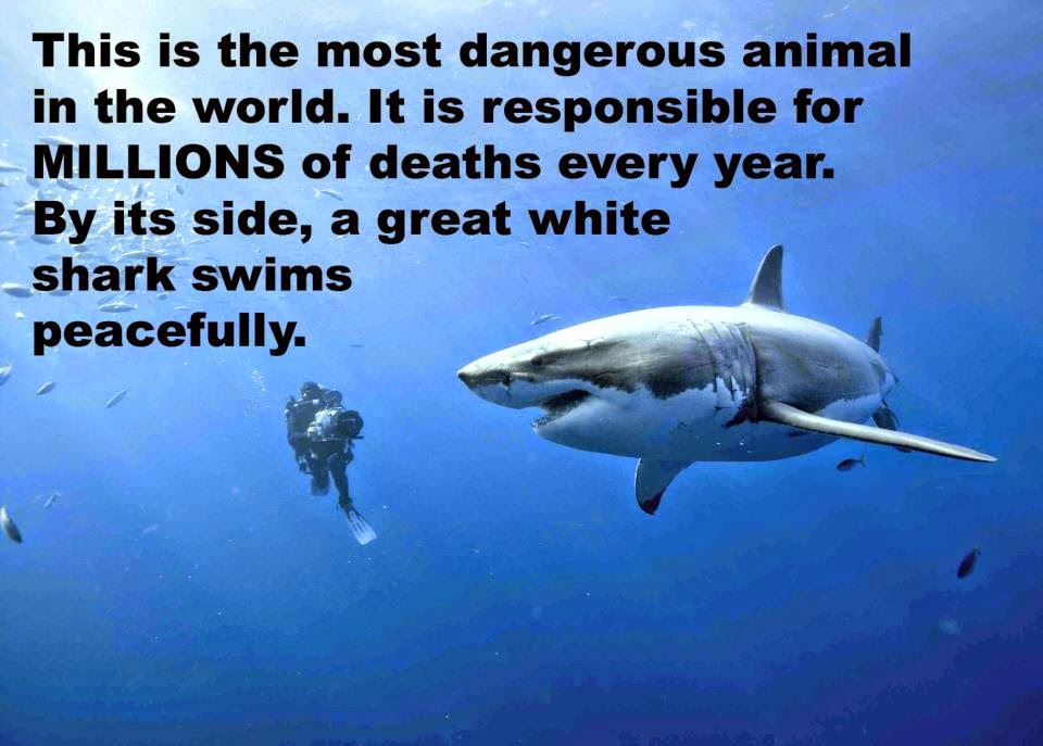 Sub Sea Systems - Our World: Myth busters #1 — Sharks & Stingrays