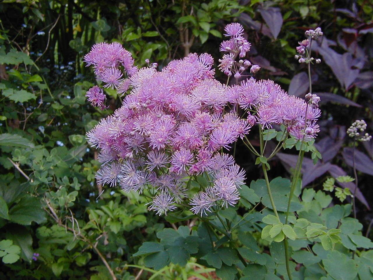 Alpine Garden Society Victorian Group: Thalictrum for the Rock Garden ...
