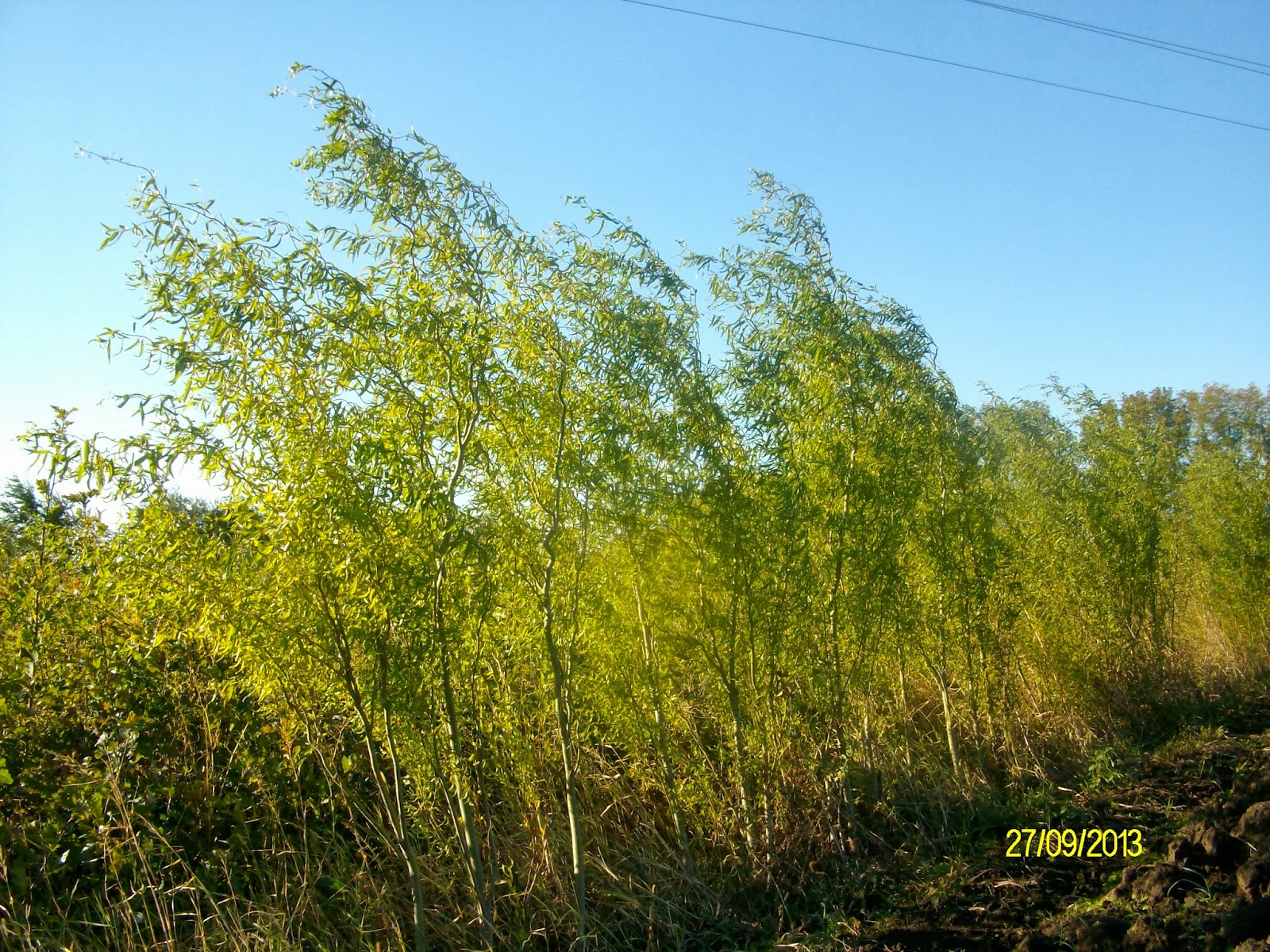PEPINIERA GURANDA DIN TRUSESTI - BOTOSANI
