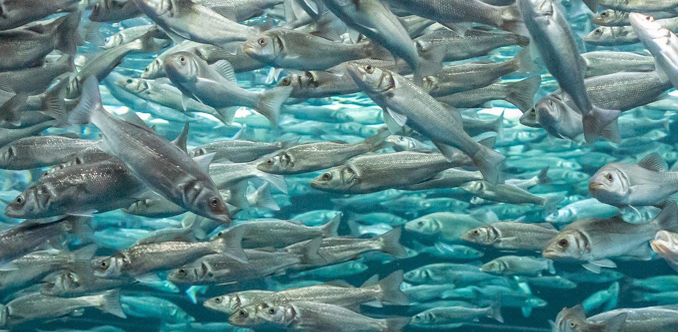 Lebanese Aquaculture: European Seabass - Dicentrarchus labrax