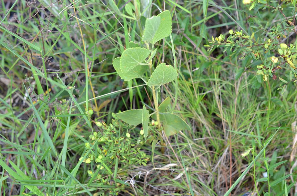 Space Coast Wildflowers: Tosohatchee Carphephorus and Celestial Lily ...