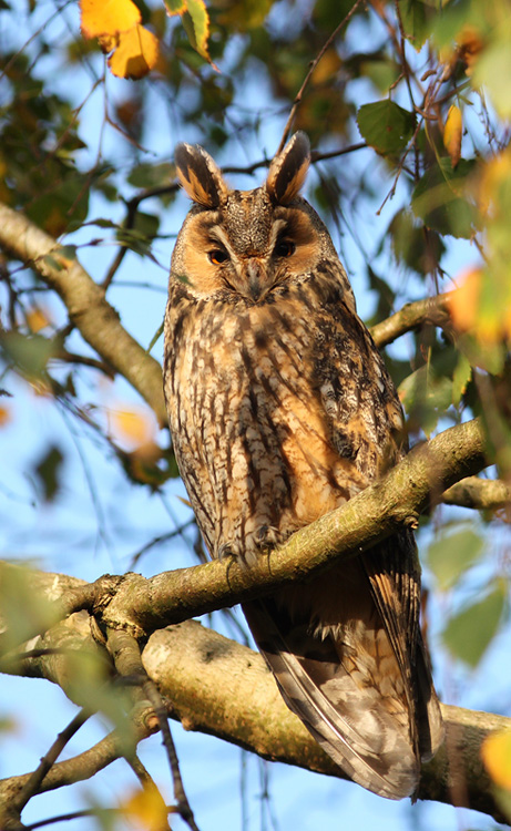 Pepijn Hof: Herfst uilen