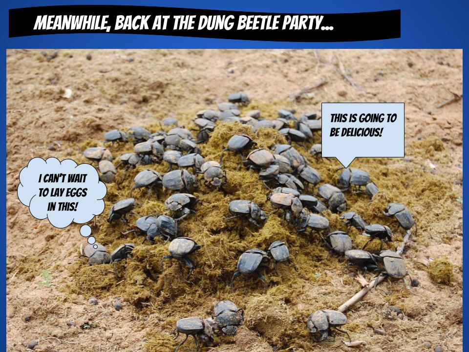 Mrs. Johann's Class: Dung Beetle Comic Strips