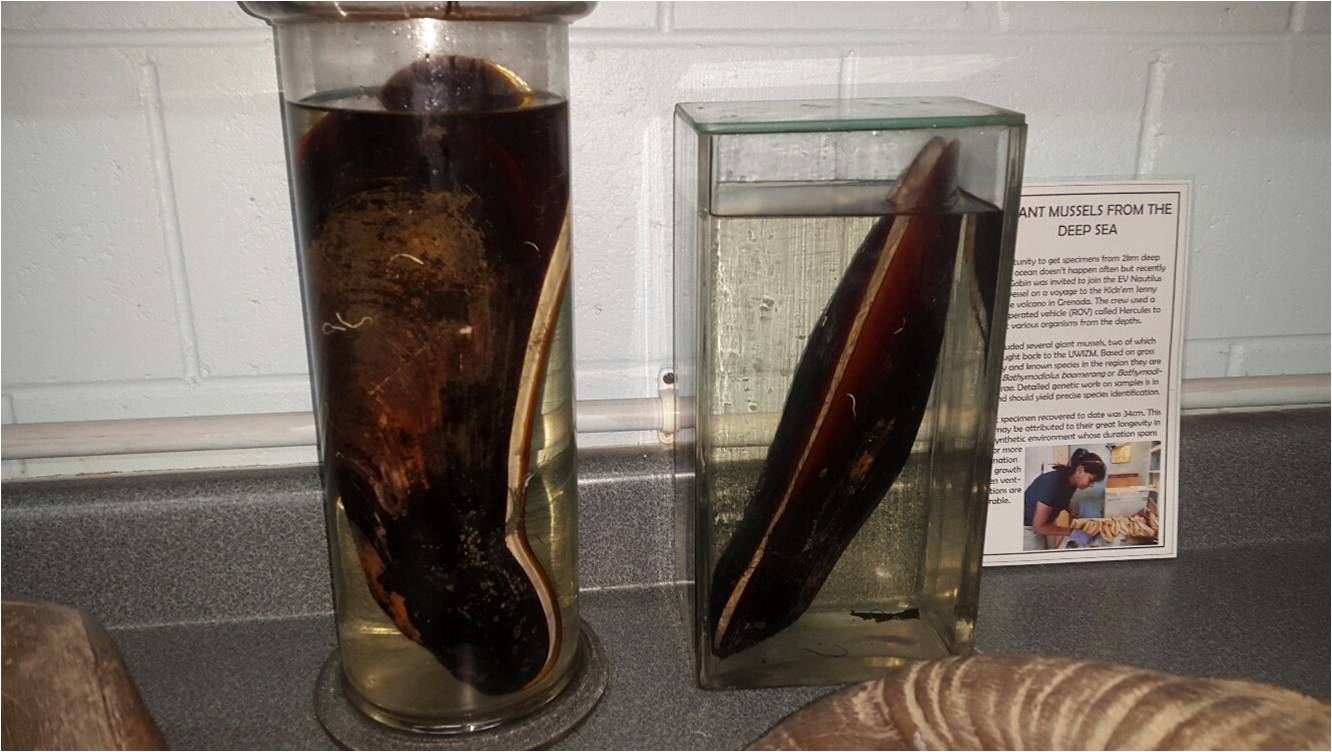 A Thousand Metres under the Sea