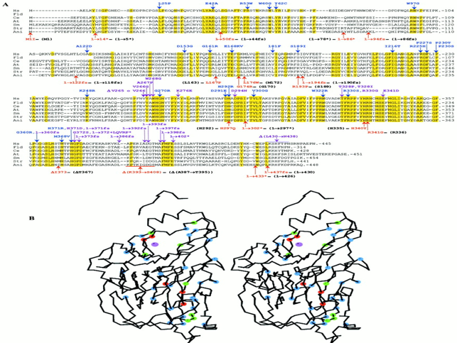 KNOWLEDGE: ALKAPTONURIA