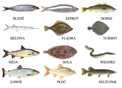 Backstage morza: Ryby Bałtyku – wpływ zmian klimatu