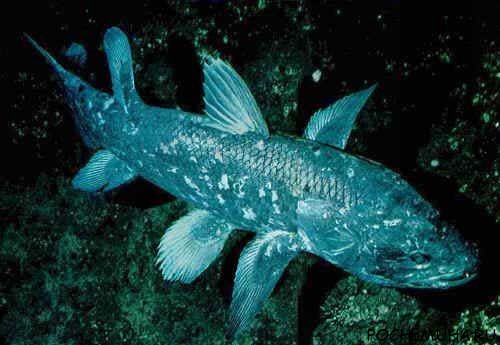 Species New to Science: [Ichthyology] West Indian Ocean Coelacanth ...