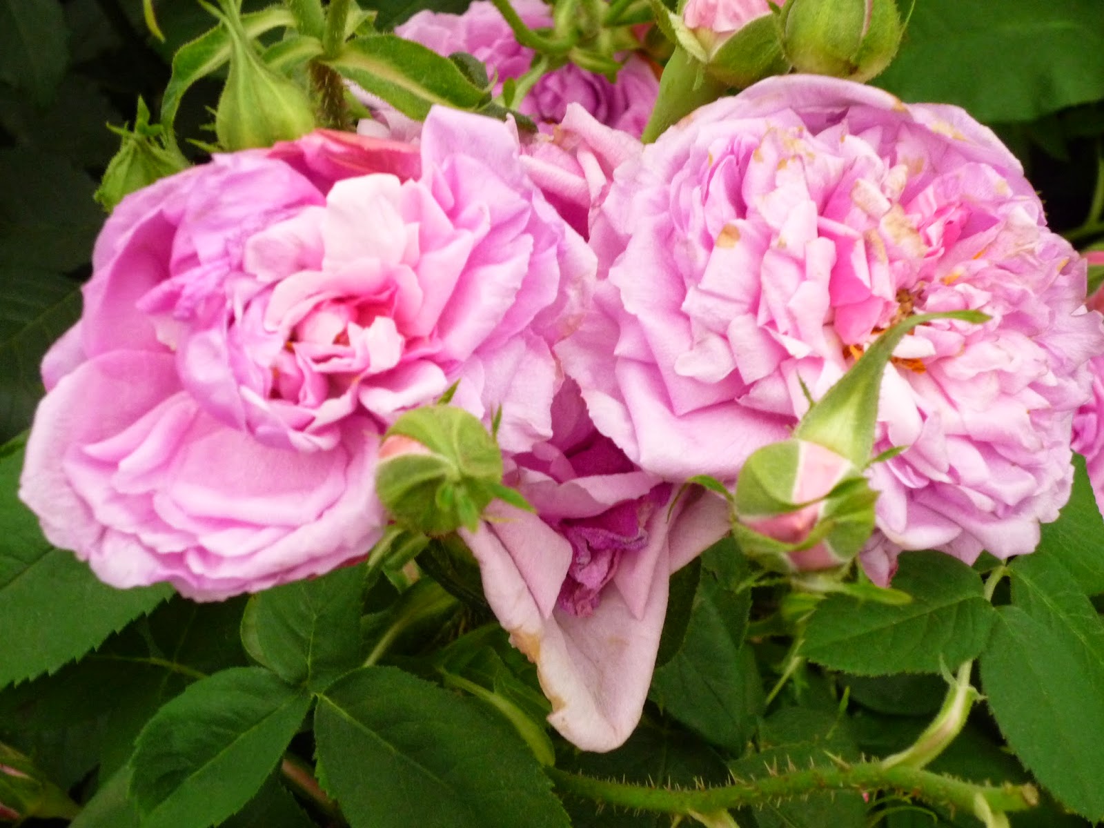 Coulda Shoulda Woulda: David Austin Roses and their Other Collections ...