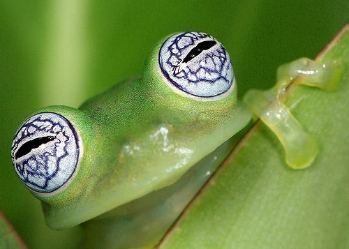 Watch Out, This Ghost Glass Frog's Got the Crazy Eyes!! | Featured Creature