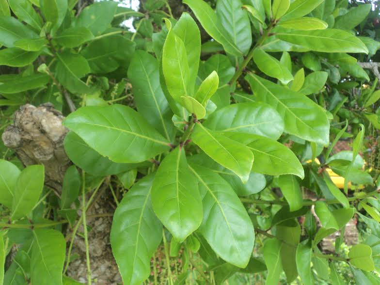 එළ මිදෙල්ල [Ela Midella] (Barringtonia acutangula) ~ අපේ ඔසුපැළ ...