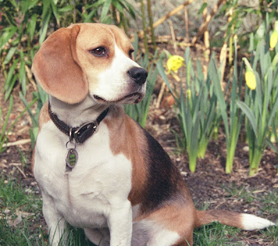 Dog Breed Informations: Types of Modern Domestic Dog