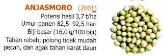 Bibit Kacang Kedelai ANJASMORO | bibit-unggul
