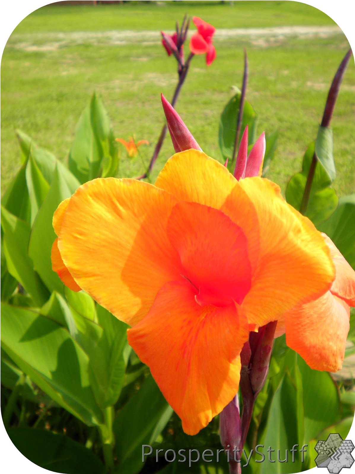 ProsperityStuff Quilts: Cannas Blooming!