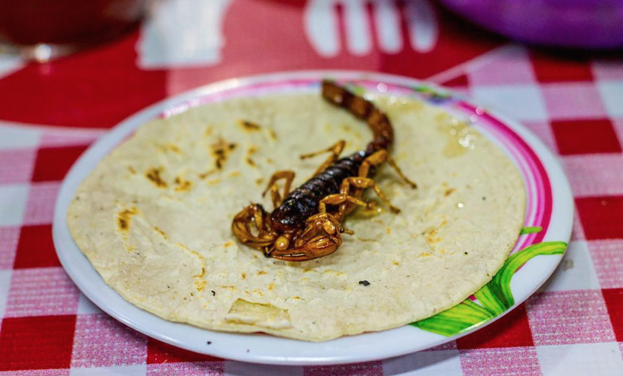vbonito: 10 insectos deliciosos que nos comemos los mexicanos