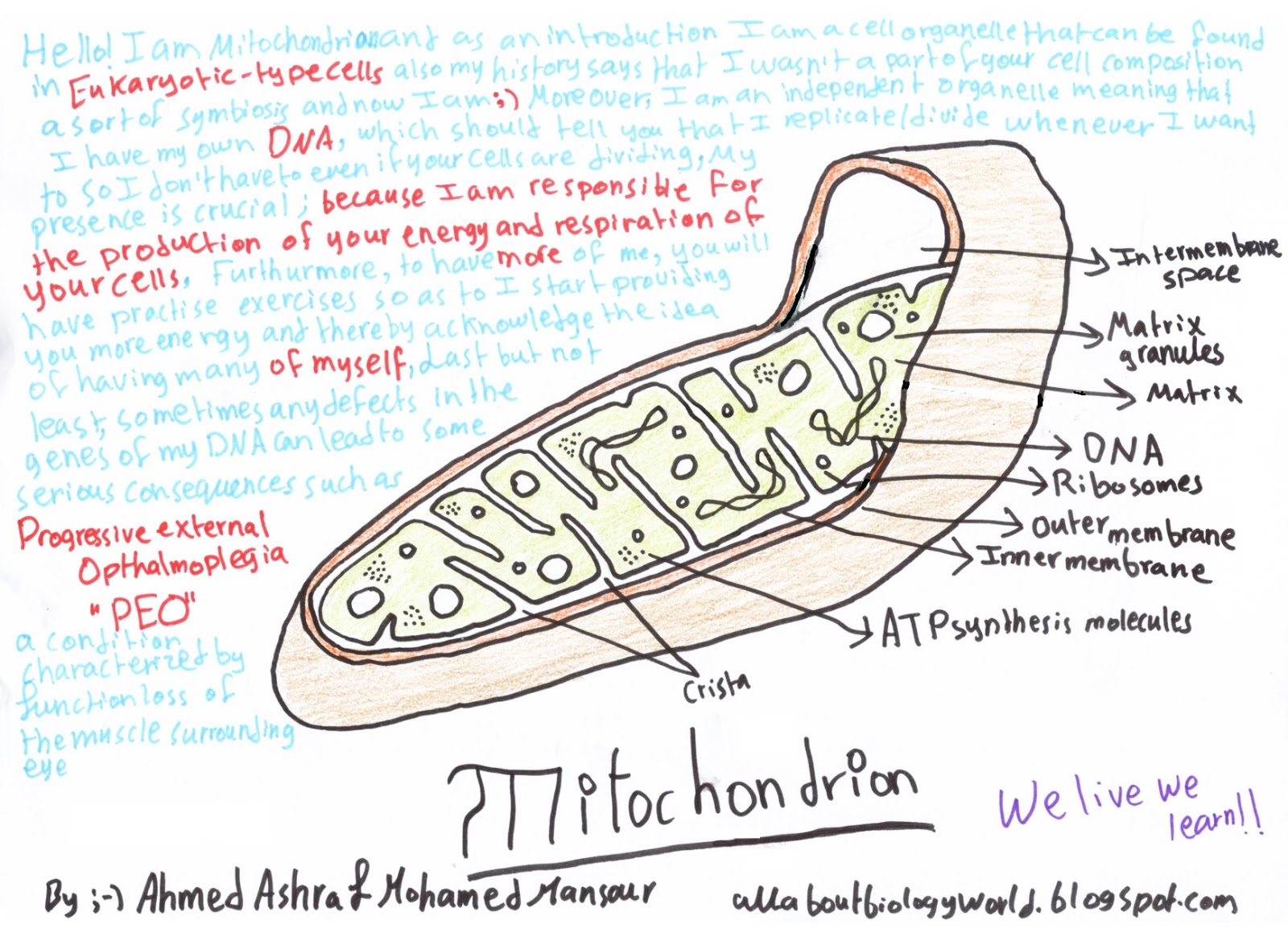 Biology Club: Our cells #1 - ( structure, function, division, disorder ...