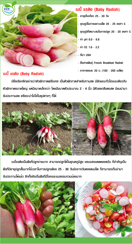 ZEN HYDROPONICS: เบบี้ แรดิช (ฺBaby Radish)