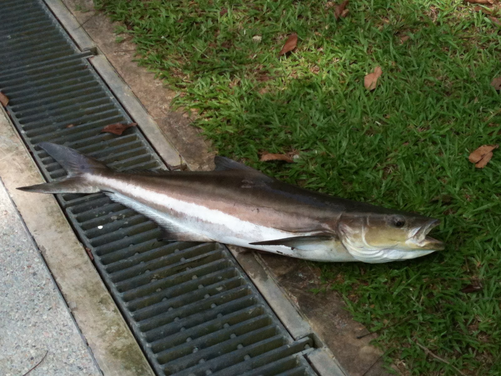 Singapore Man of Leisure: Big fish caught at Labrador Park