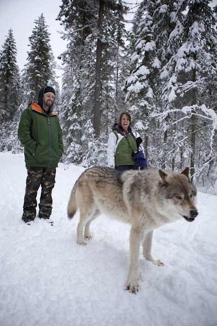 165 days in Canada EH !: Day 140 - Walking with the Wolves