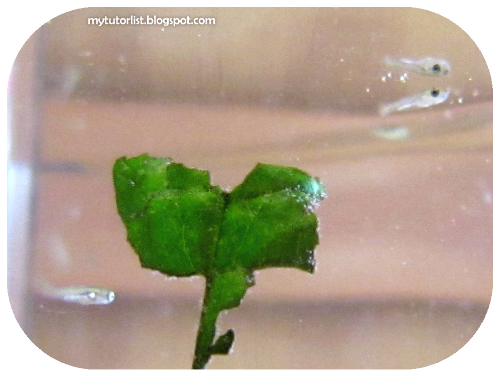 Goldfish Babies Day 24 : Behind Mytutorlist.com