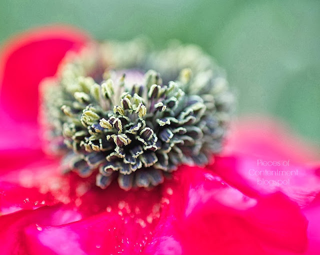 Pieces of Contentment: The First One