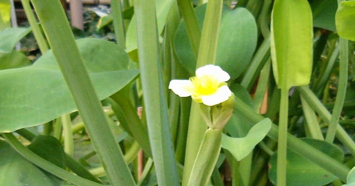 Cakrawala Ideologi Sang Pangeran Halilintar: Mengenal "Genjer-Genjer ...