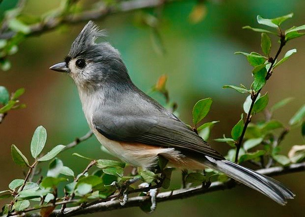 Bev's Nature Blog: Tufted Titmouse - A Chickadee Ally