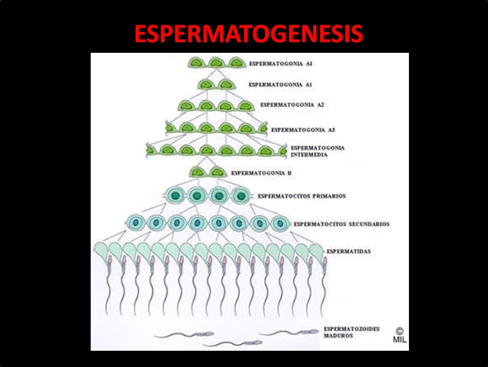 MANUAL DE REPRODUCCION BOVINA: EMBRIOLOGIA