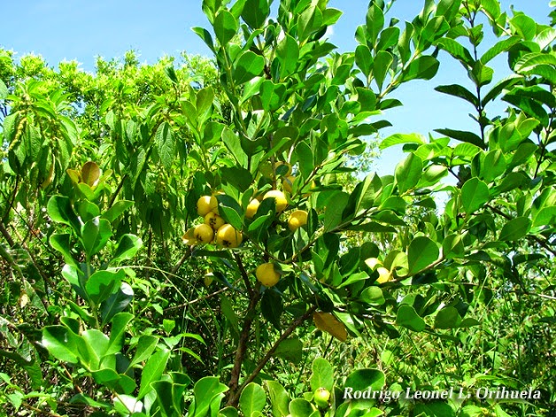 7 frutas da Mata Atlântica que você não conhece - Jardim Design